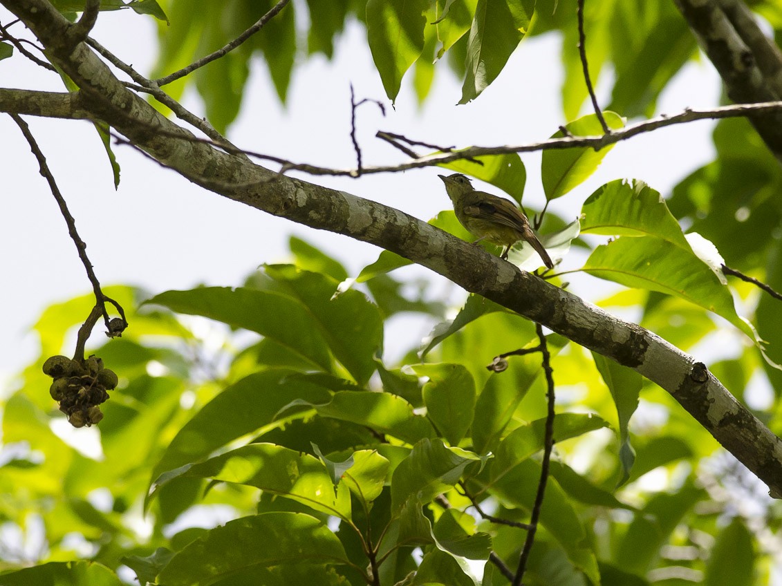 Olive Bulbul - eBird