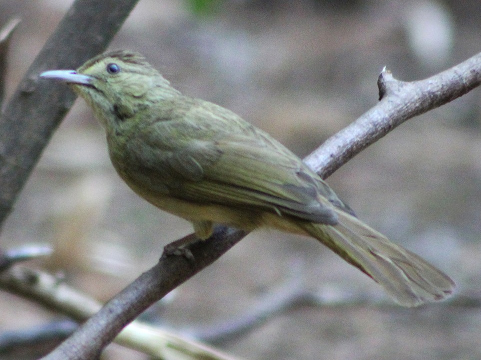 Olive Bulbul - eBird