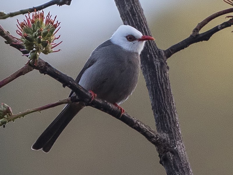 White-headed Bulbul - eBird
