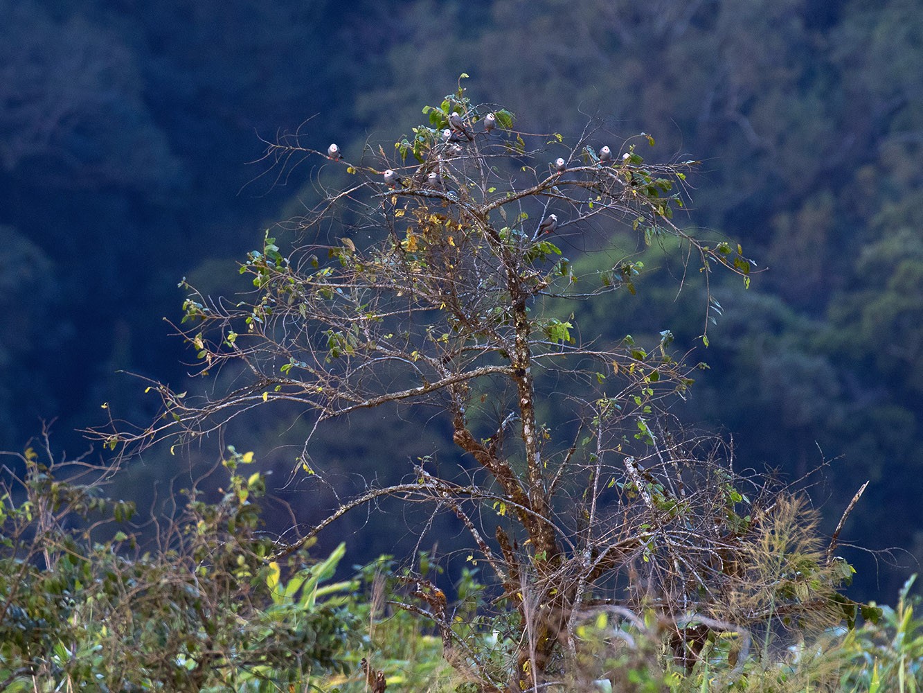 White-headed Bulbul - eBird