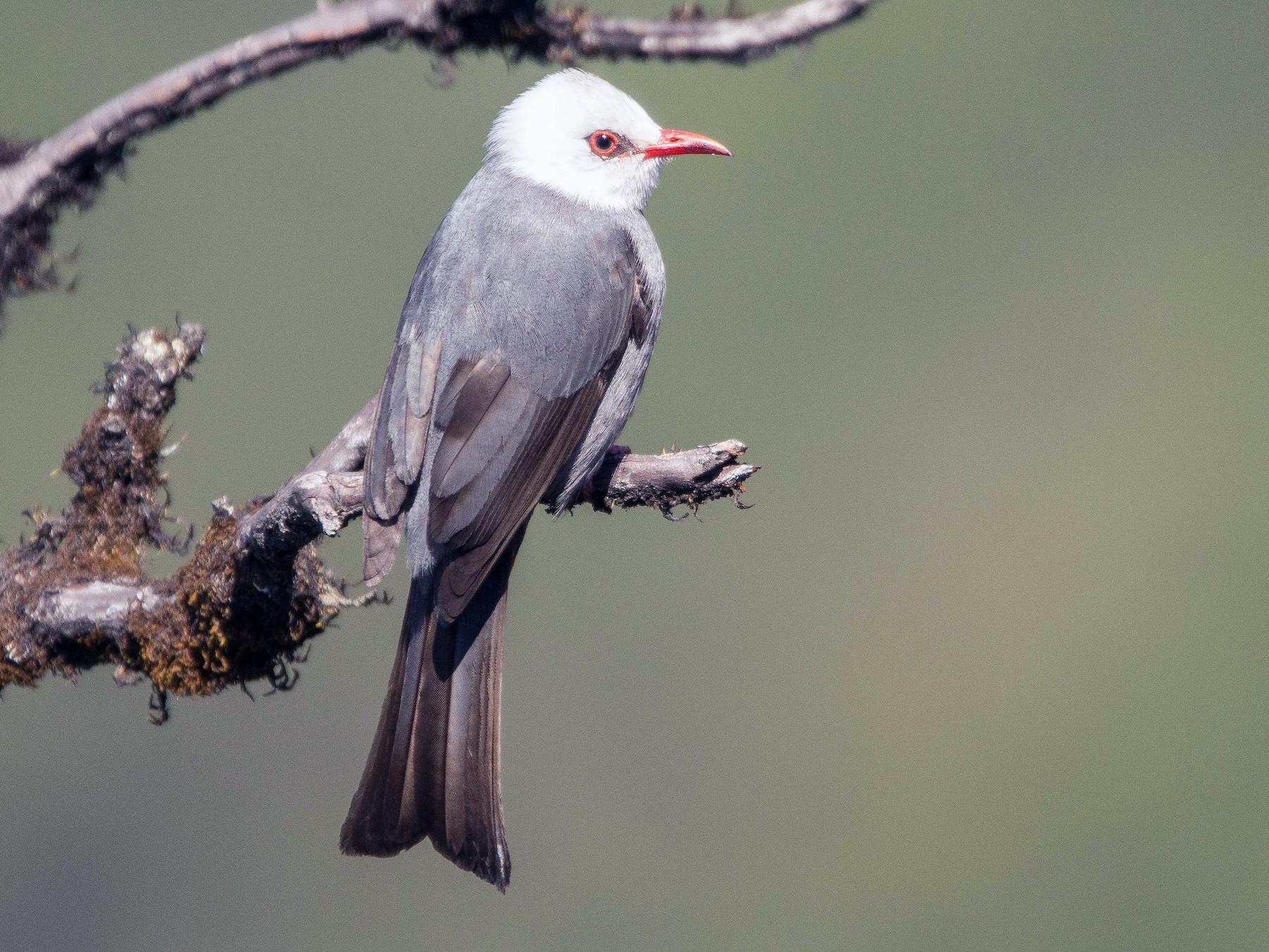 White-headed Bulbul - eBird