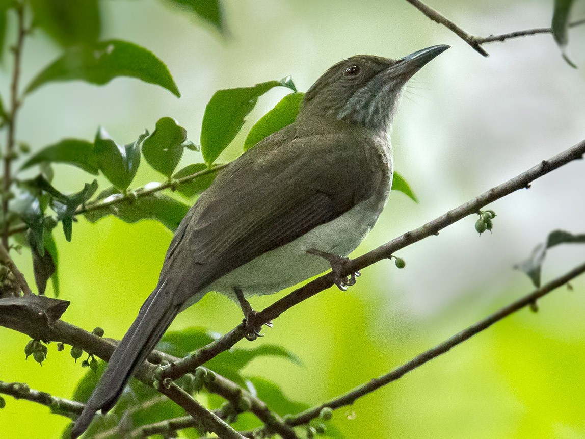 Streaked Bulbul - eBird