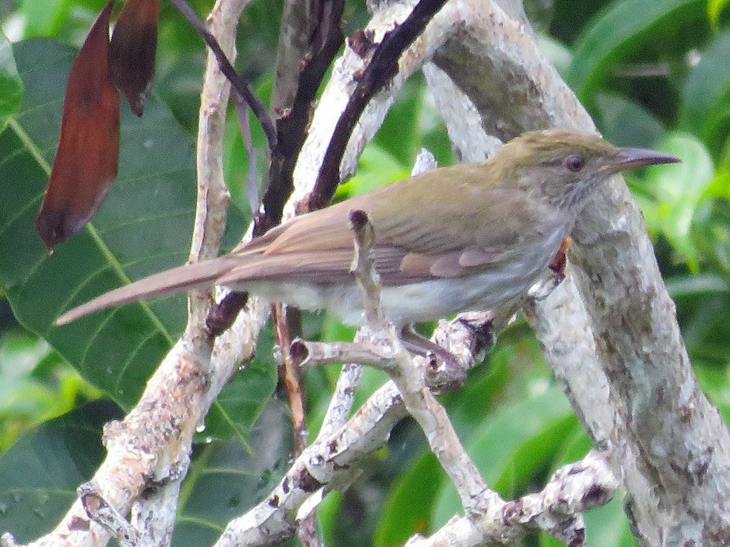 Streaked Bulbul - eBird