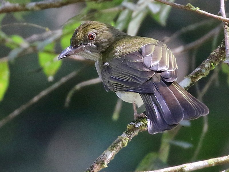 Streaked Bulbul - eBird