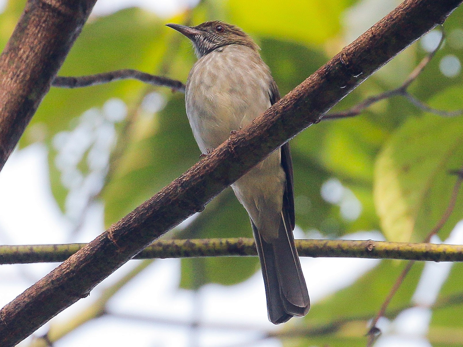 Streaked Bulbul - eBird