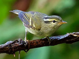 Davison's Leaf Warbler - eBird