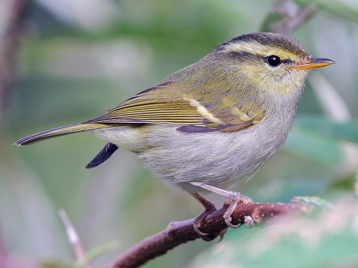 świstunka białosterna - eBird
