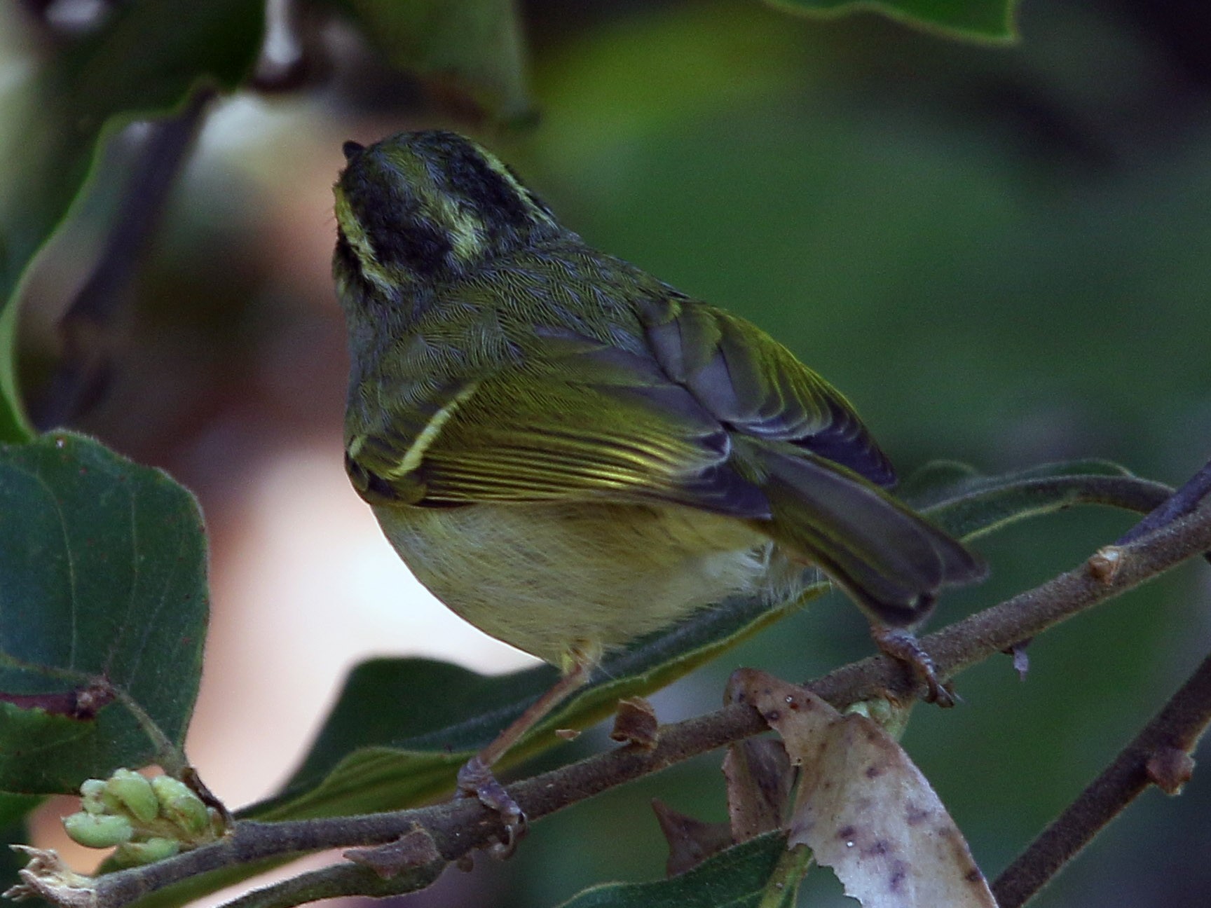 Davison's Leaf Warbler - eBird