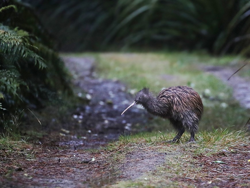 Kiwi austral - eBird