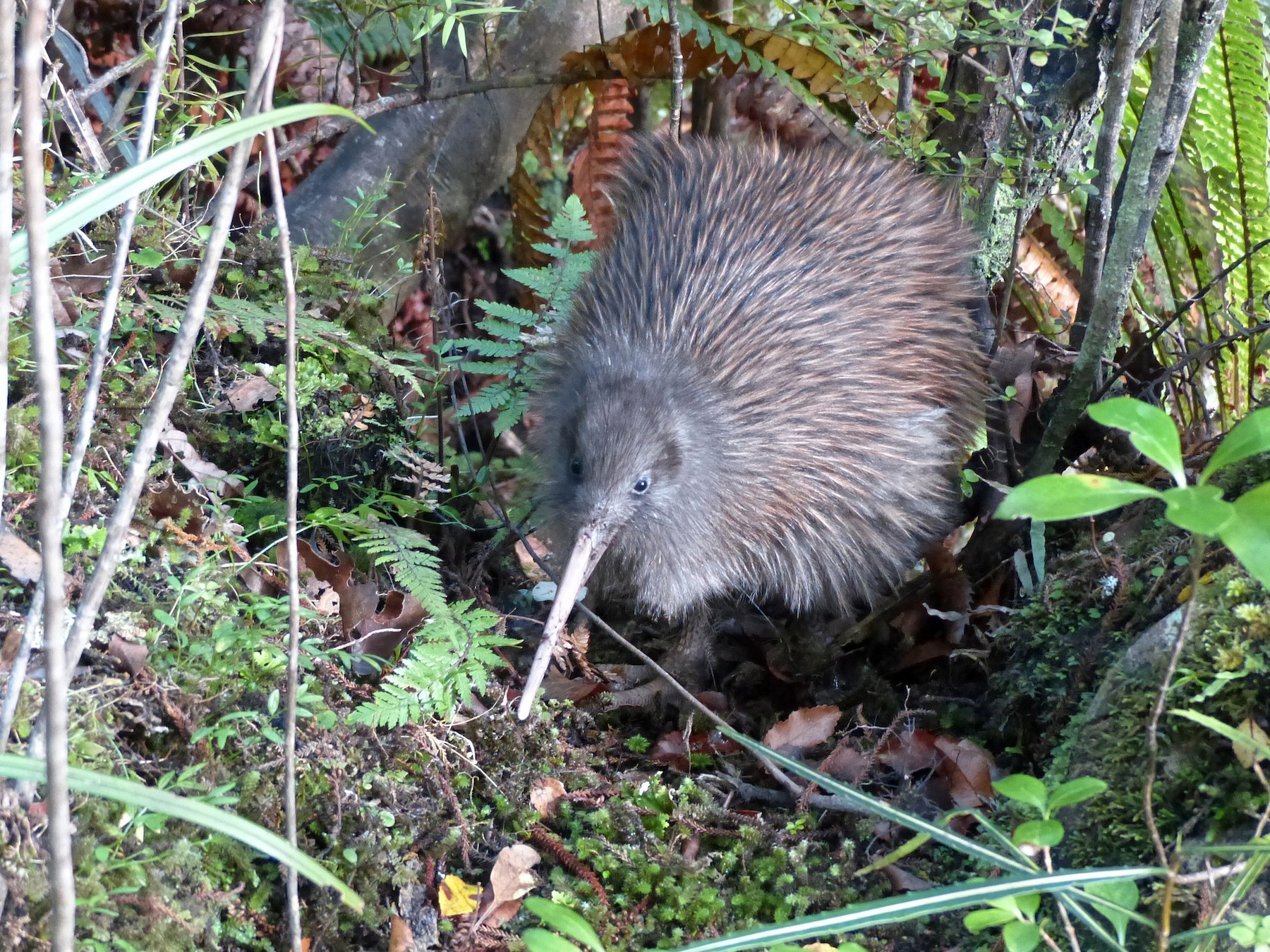 Southern Brown Kiwi - eBird