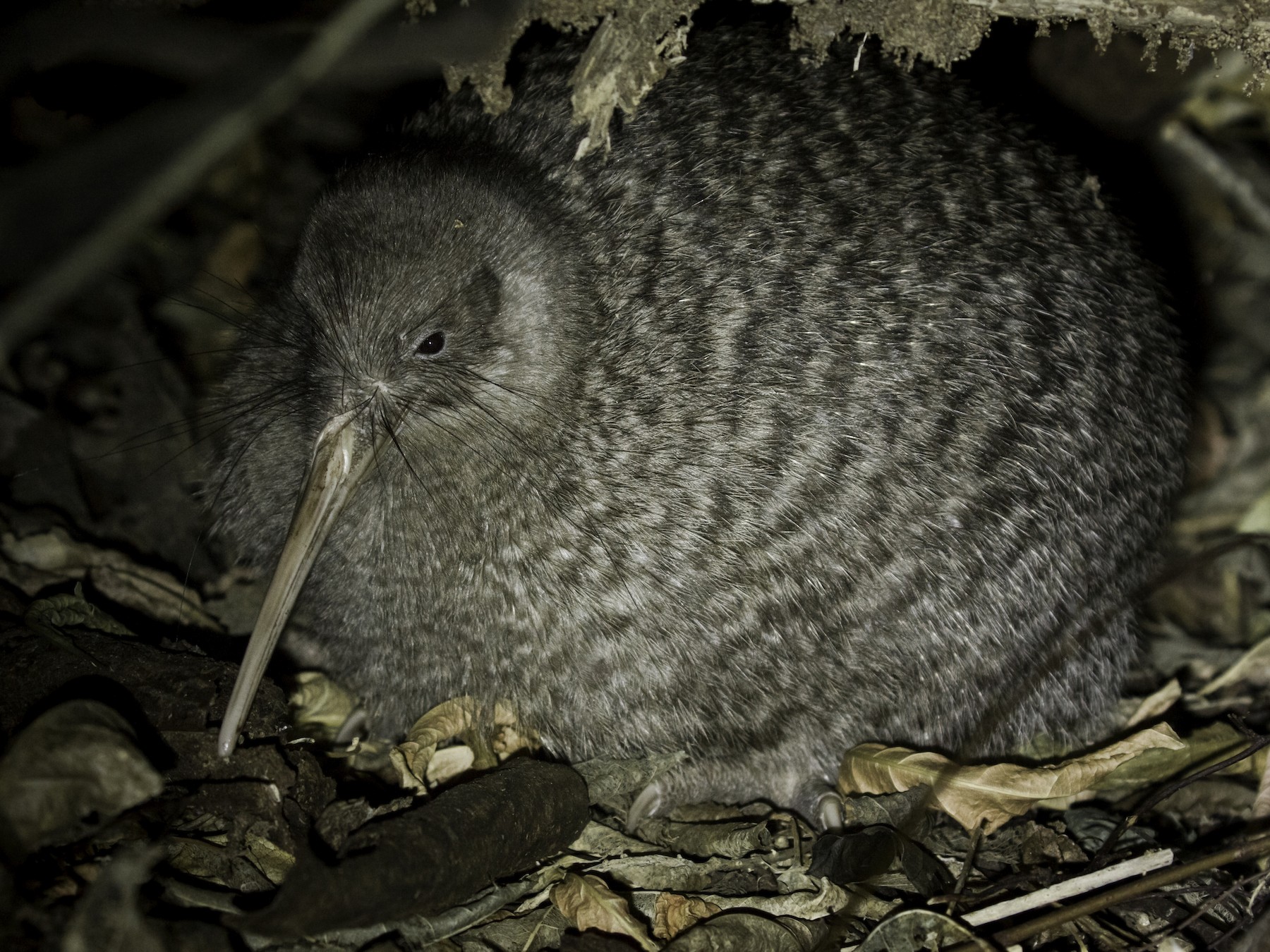Little Spotted Kiwi - eBird