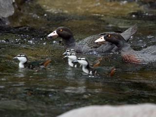 Blue Duck - eBird