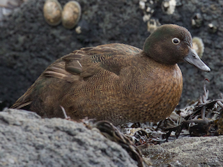 Auckland Islands Teal - eBird