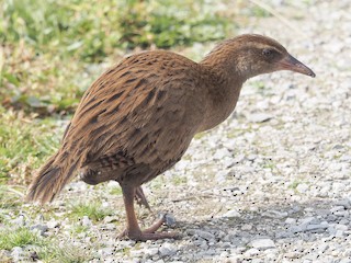 Weka - eBird