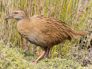 Weka - eBird