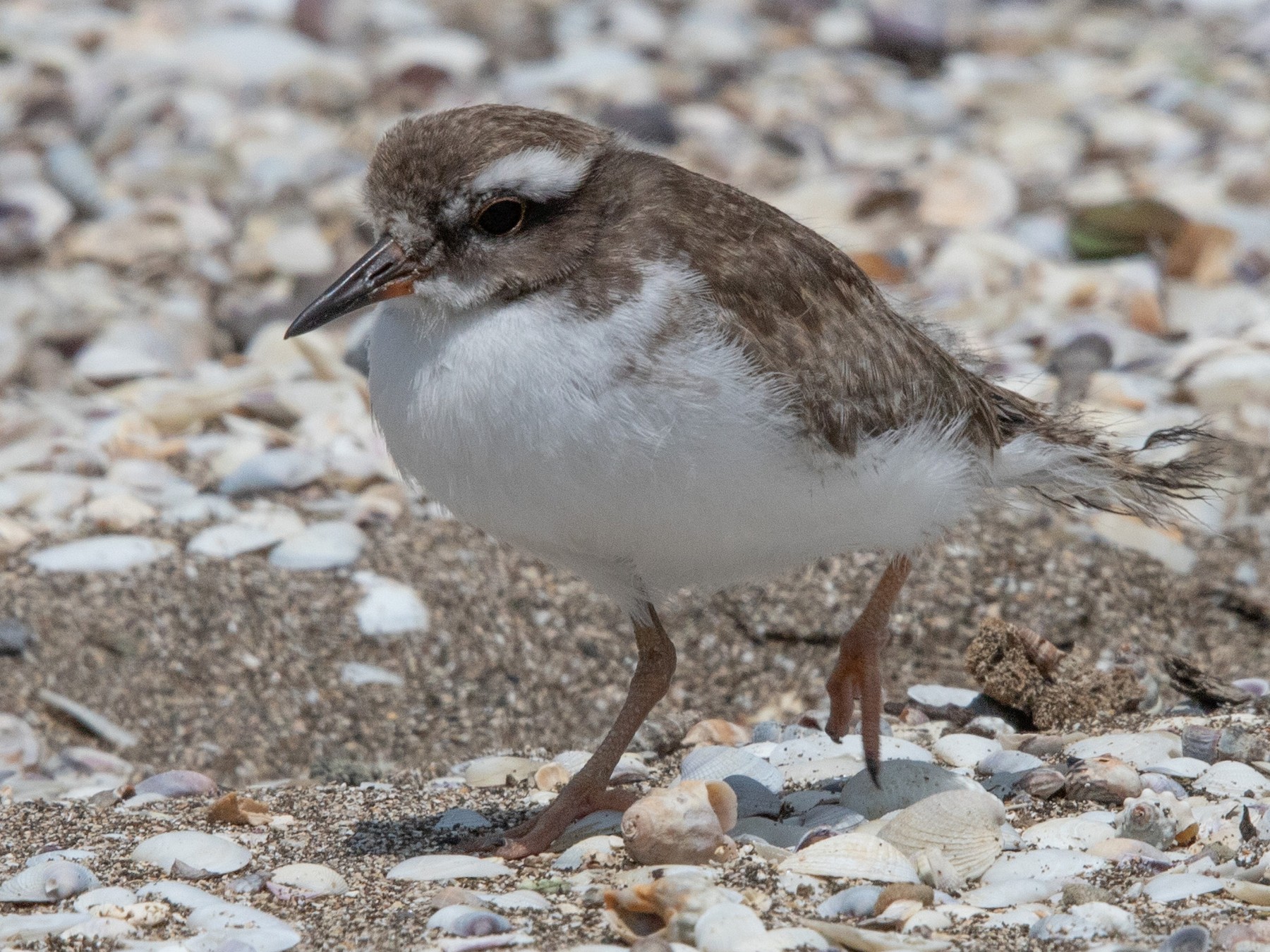 Shore Plover - eBird