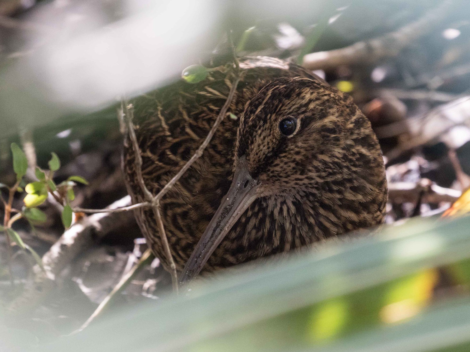 Snares Island Snipe - eBird