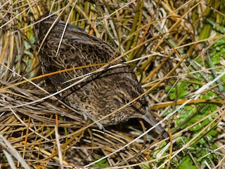 Snares Island Snipe - Coenocorypha huegeli - Birds of the World