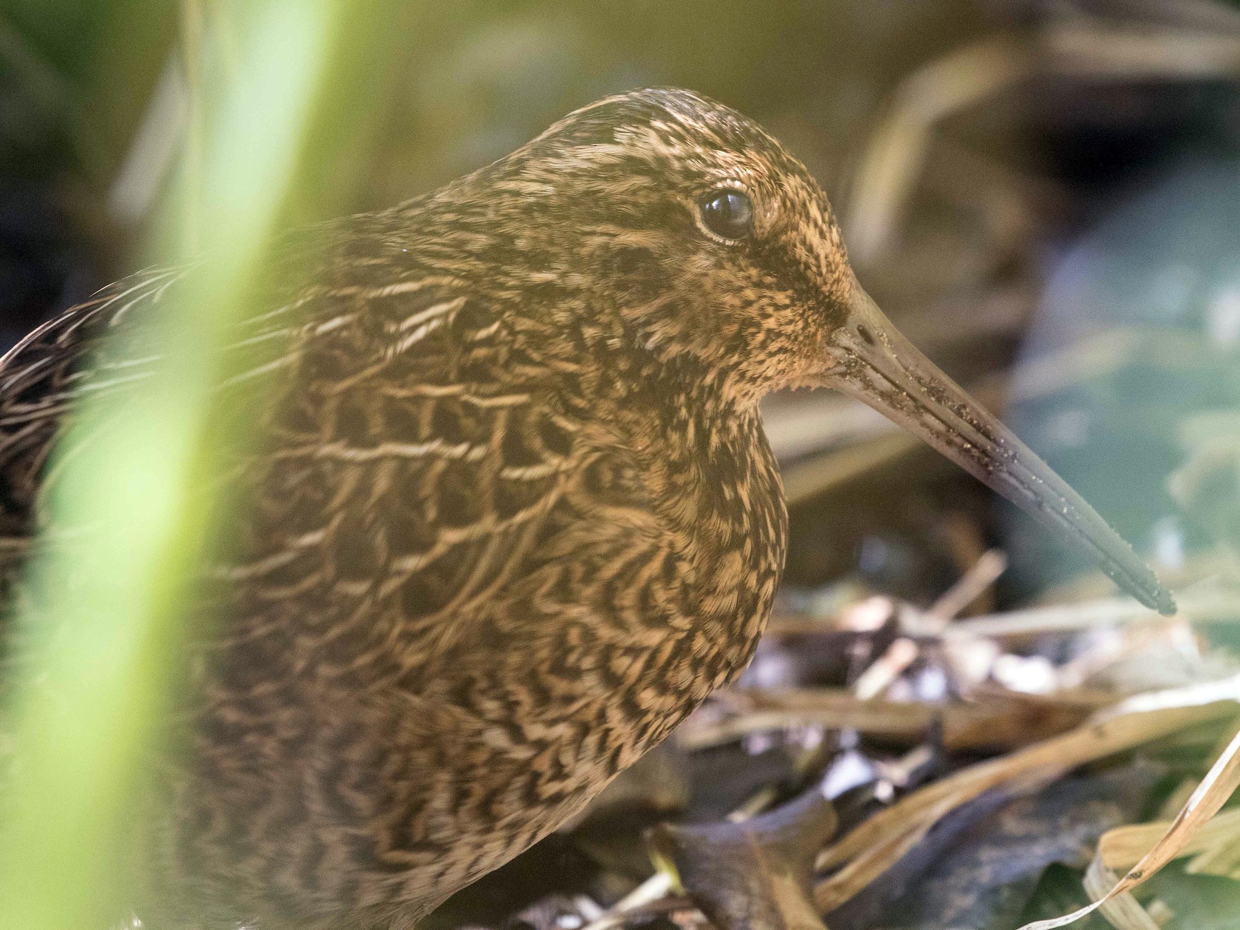 Snares Island Snipe - eBird