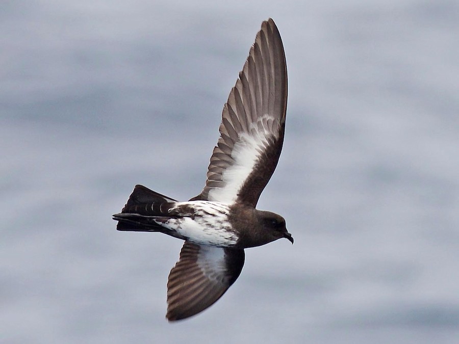 New Zealand Storm-Petrel - eBird