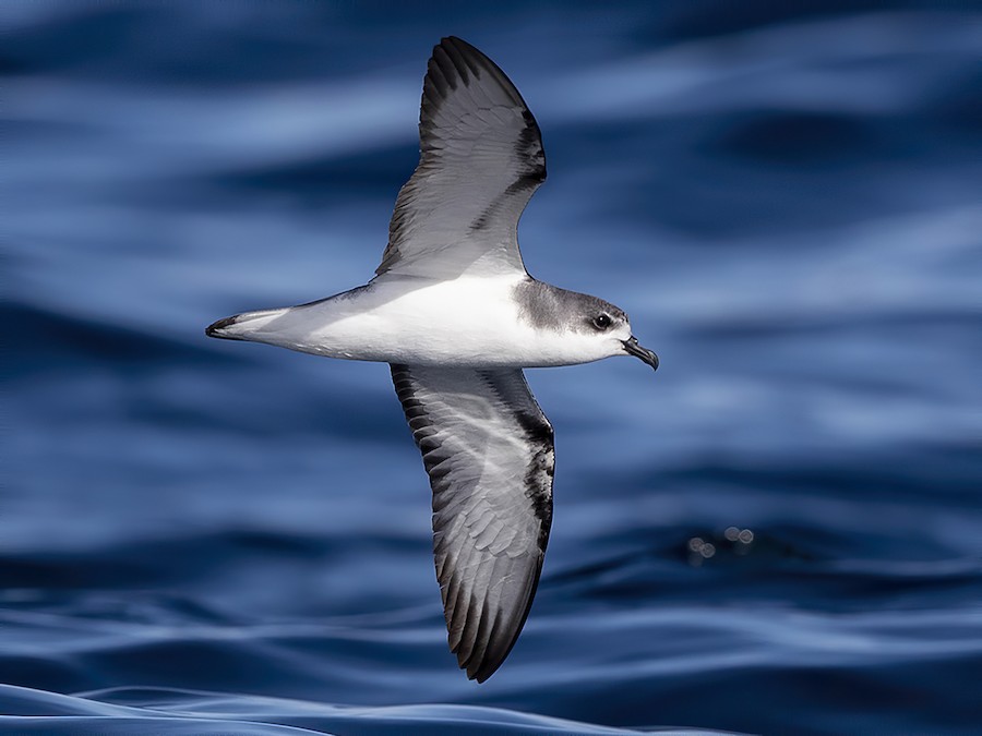 Pycroft's Petrel - eBird