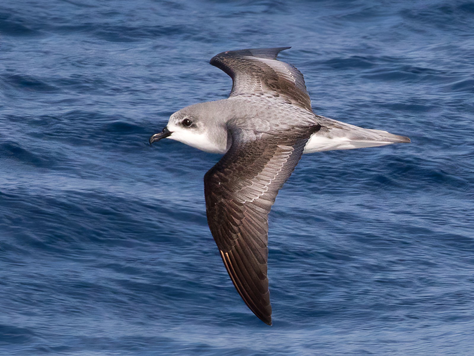 Pycroft's Petrel - eBird