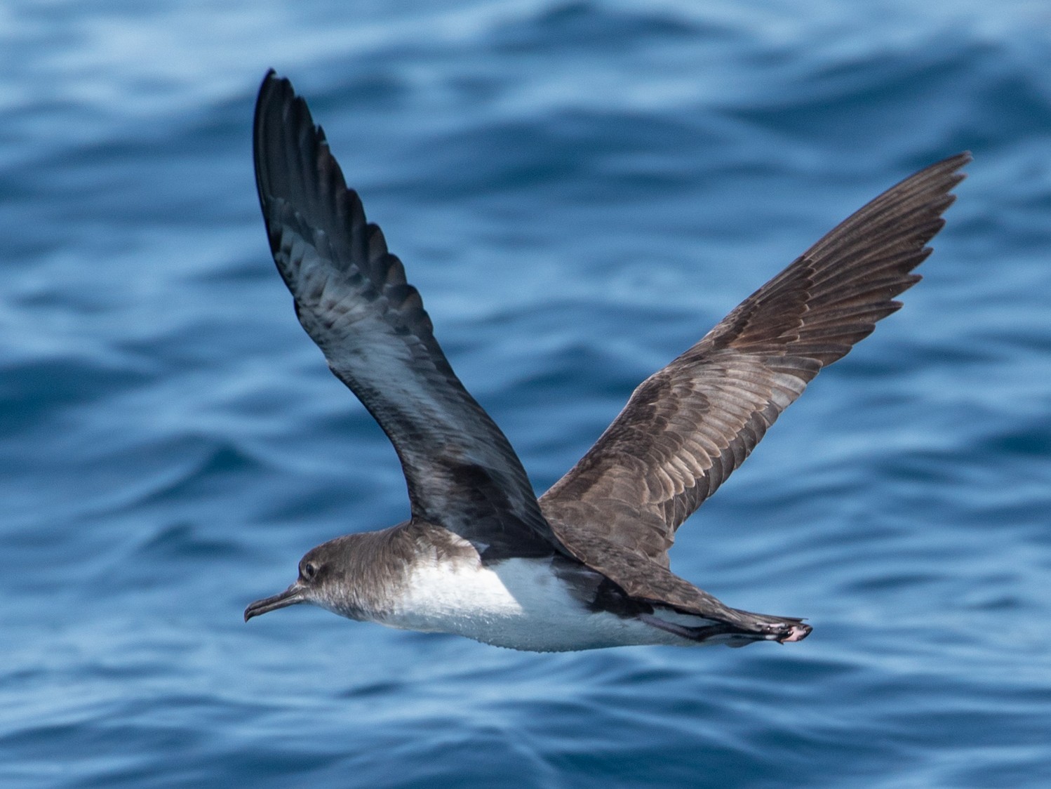 Hutton's Shearwater - eBird