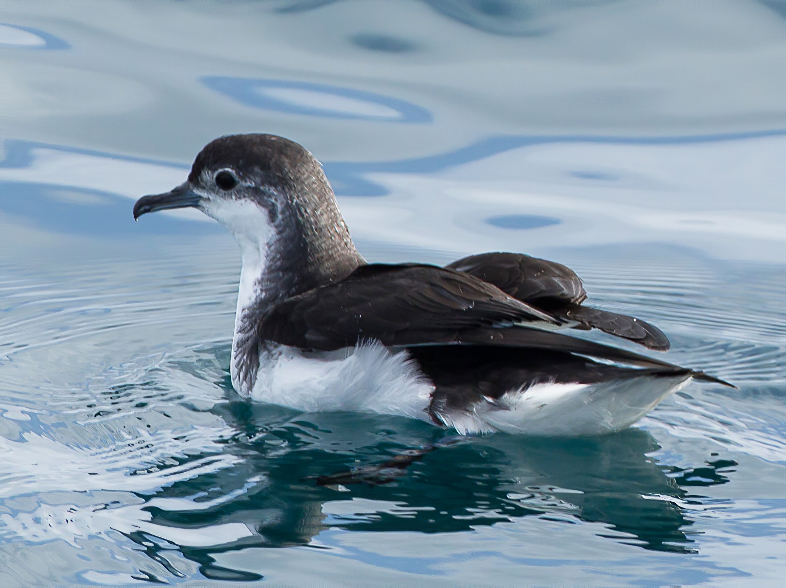 Little Shearwater - eBird