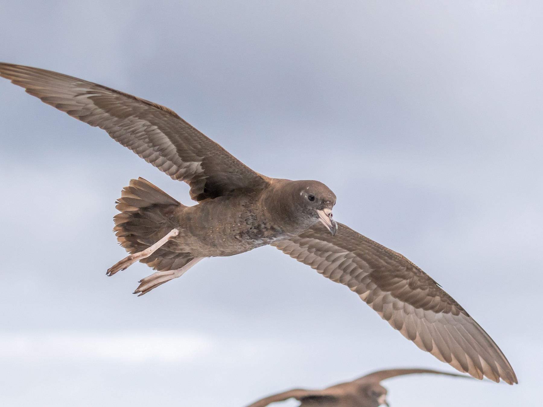 Flesh-footed Shearwater - eBird
