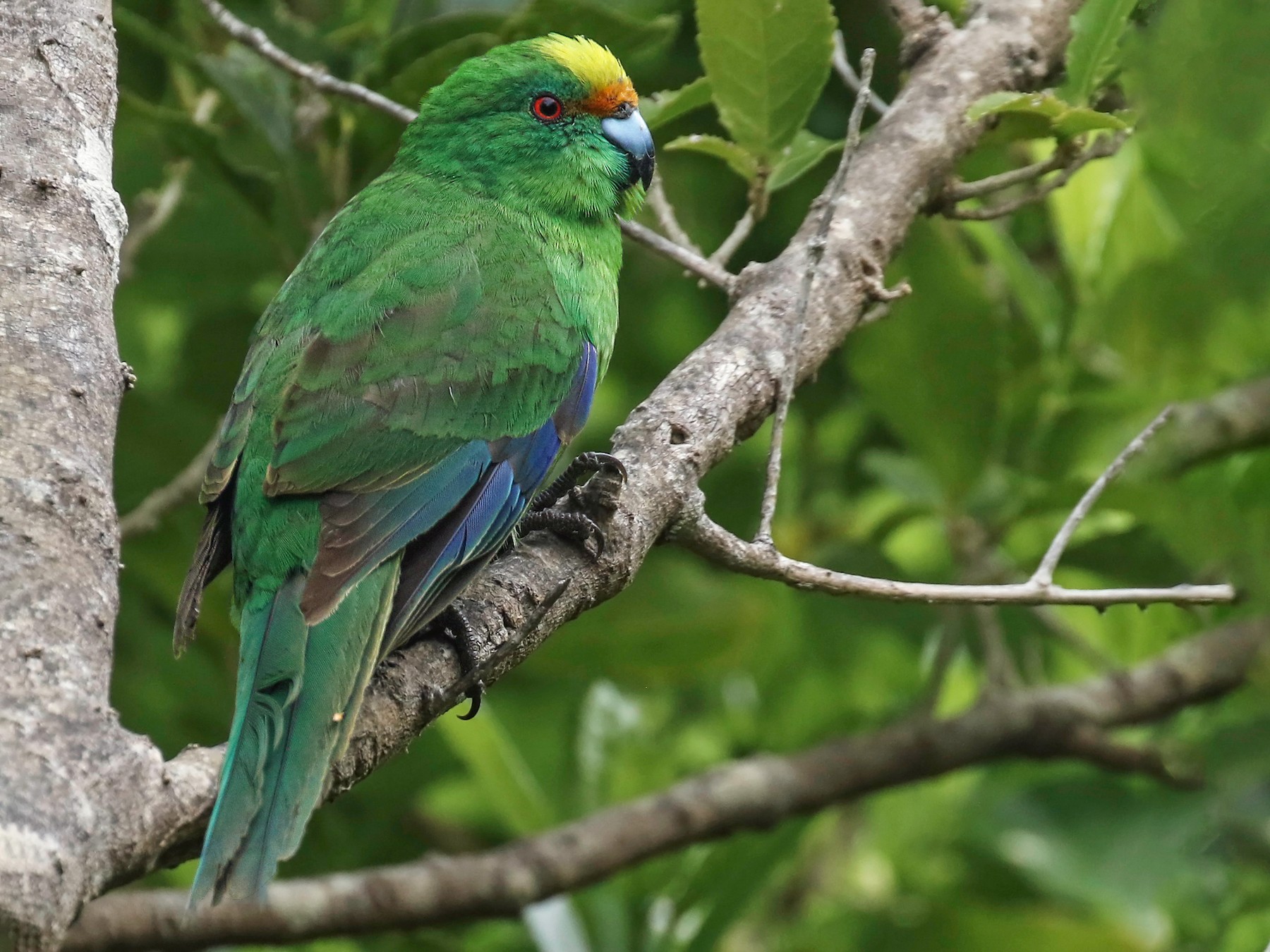 Malherbe's Parakeet - eBird