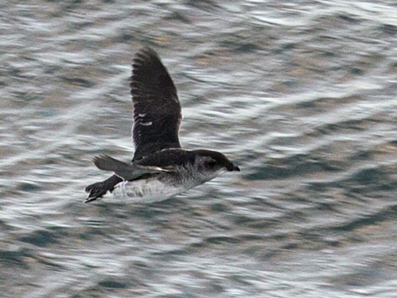 South Georgia Diving-Petrel - eBird