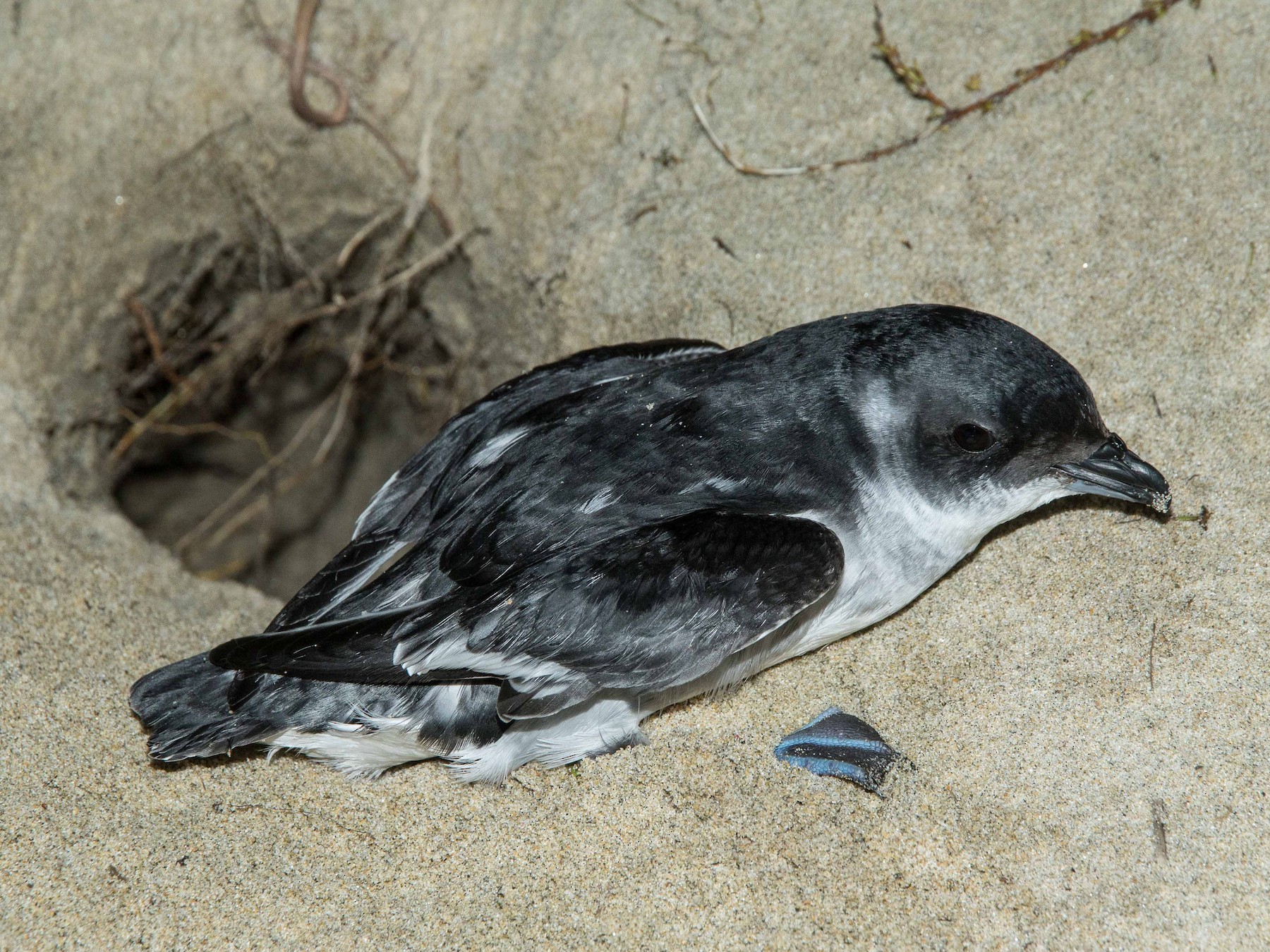 South Georgia Diving-Petrel - eBird