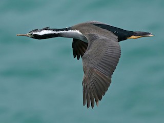 Spotted Shag - eBird