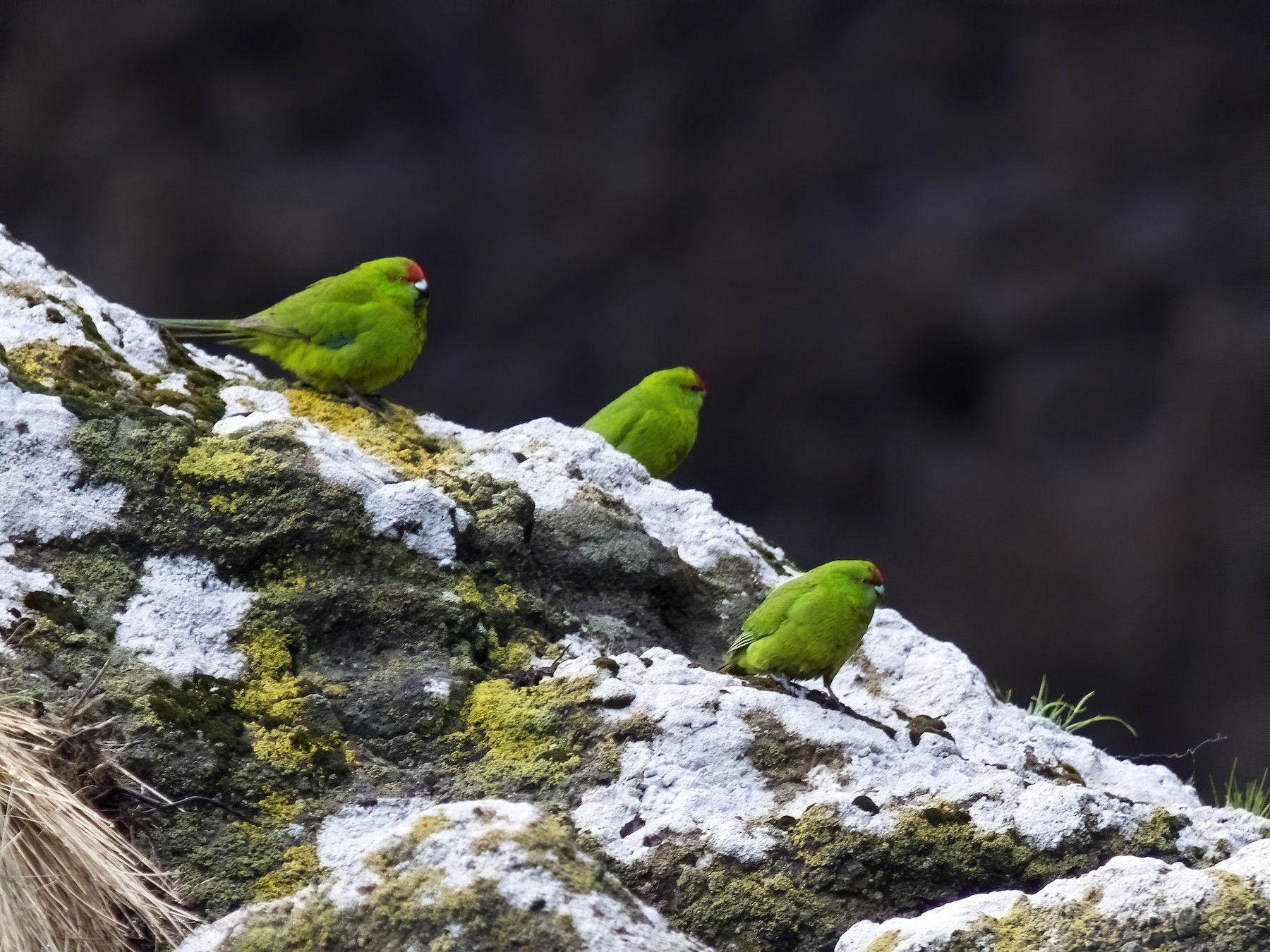 Reischek's Parakeet - eBird
