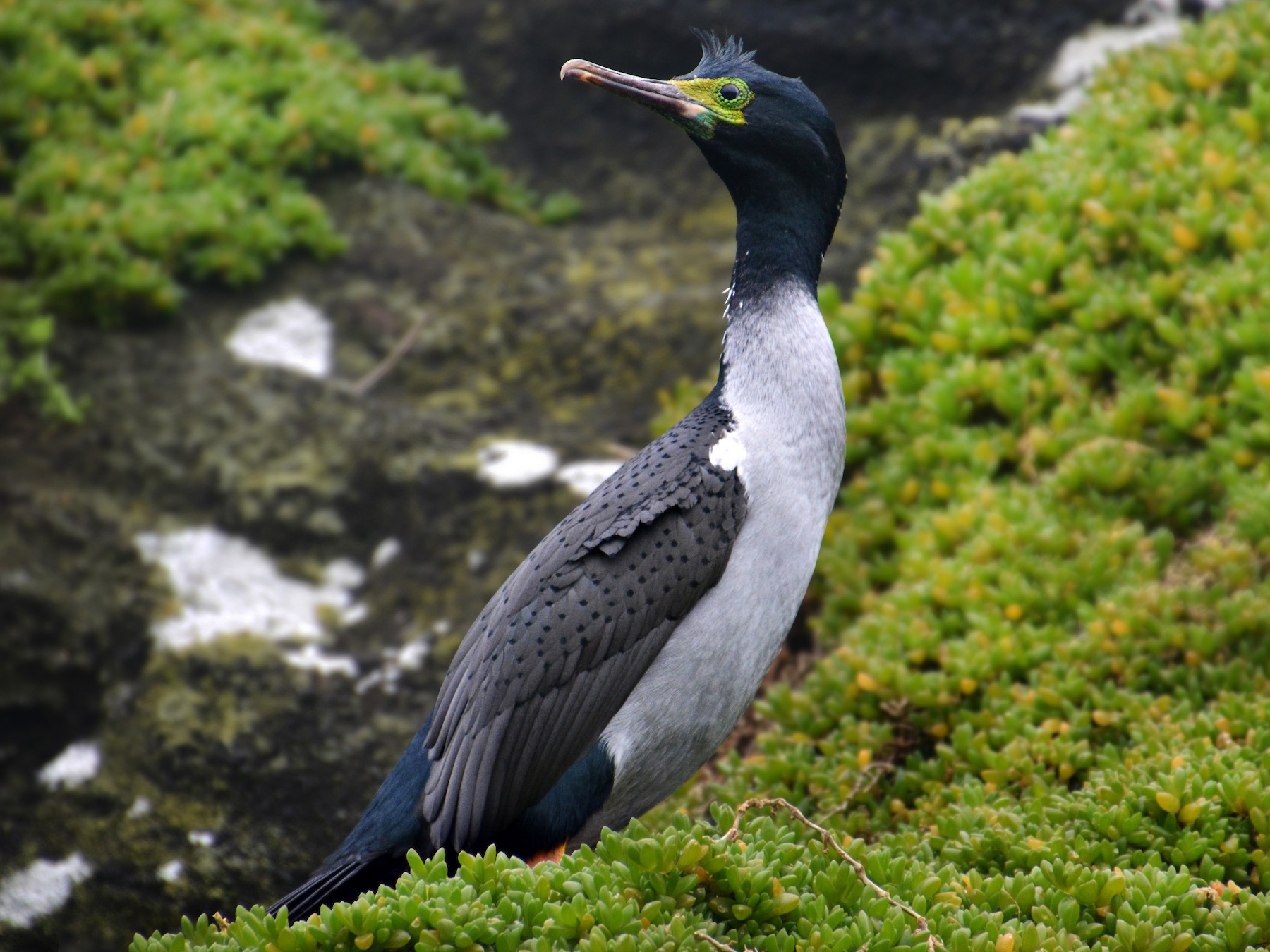 Pitt Island Shag - eBird