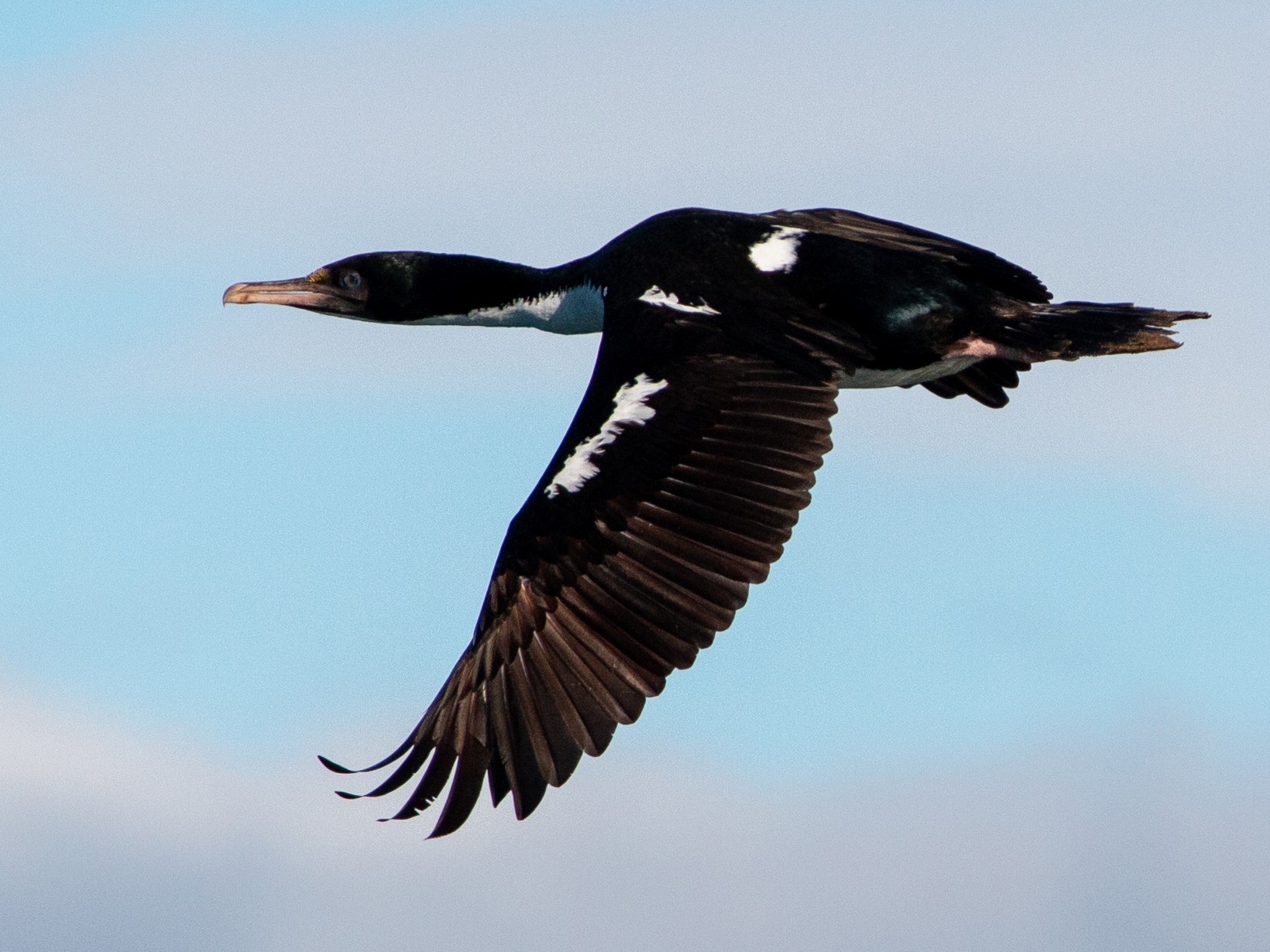 New Zealand King Shag - eBird