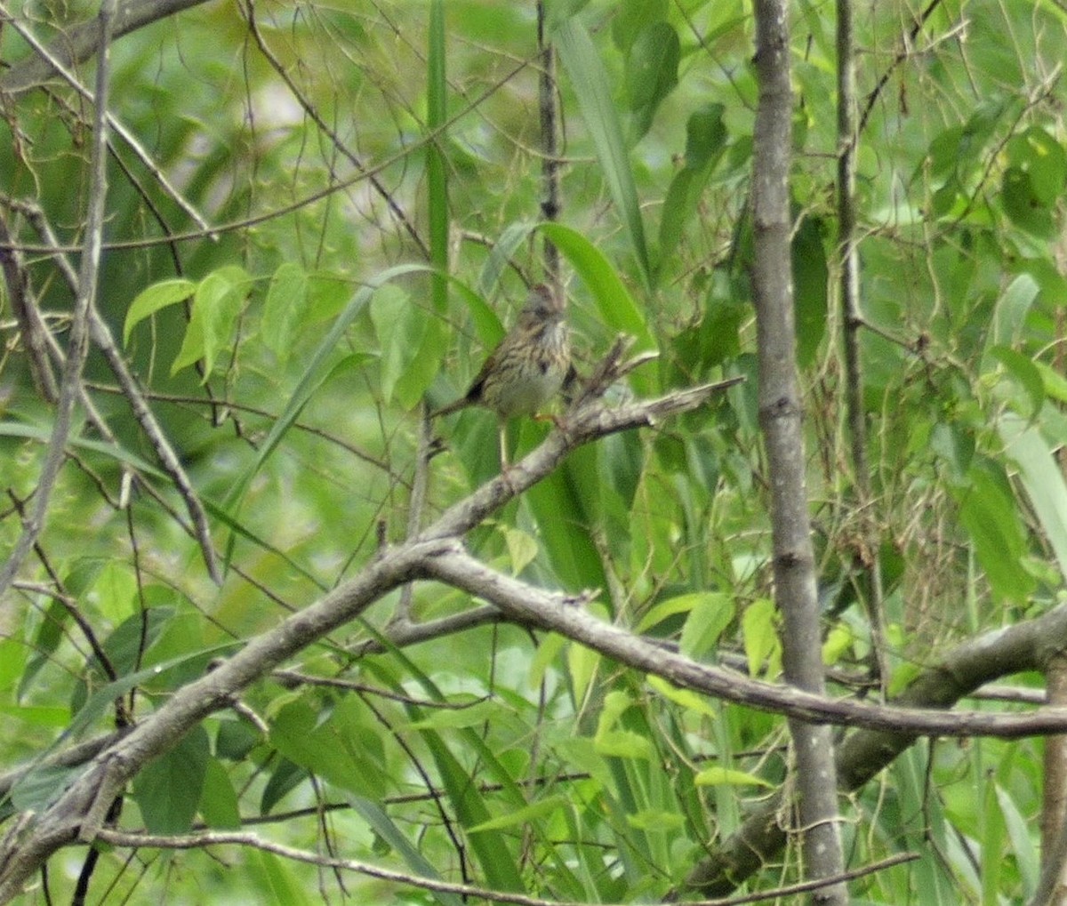 eBird Checklist - 14 Apr 2020 - Fay Lake Wilderness Park - 33 species