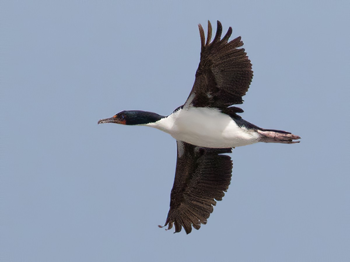 Chatham Islands Shag - eBird