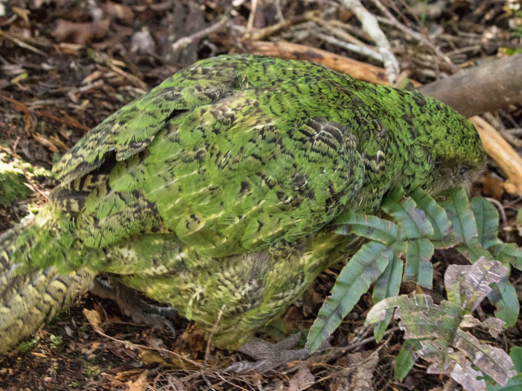 Kakapo - eBird