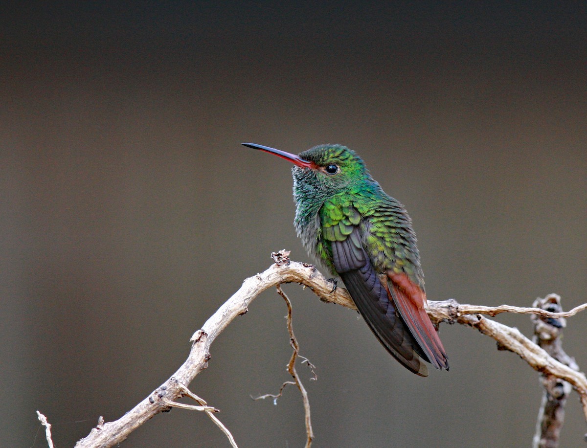 eBird Checklist - 26 Dec 2010 - chan chich - 8 species