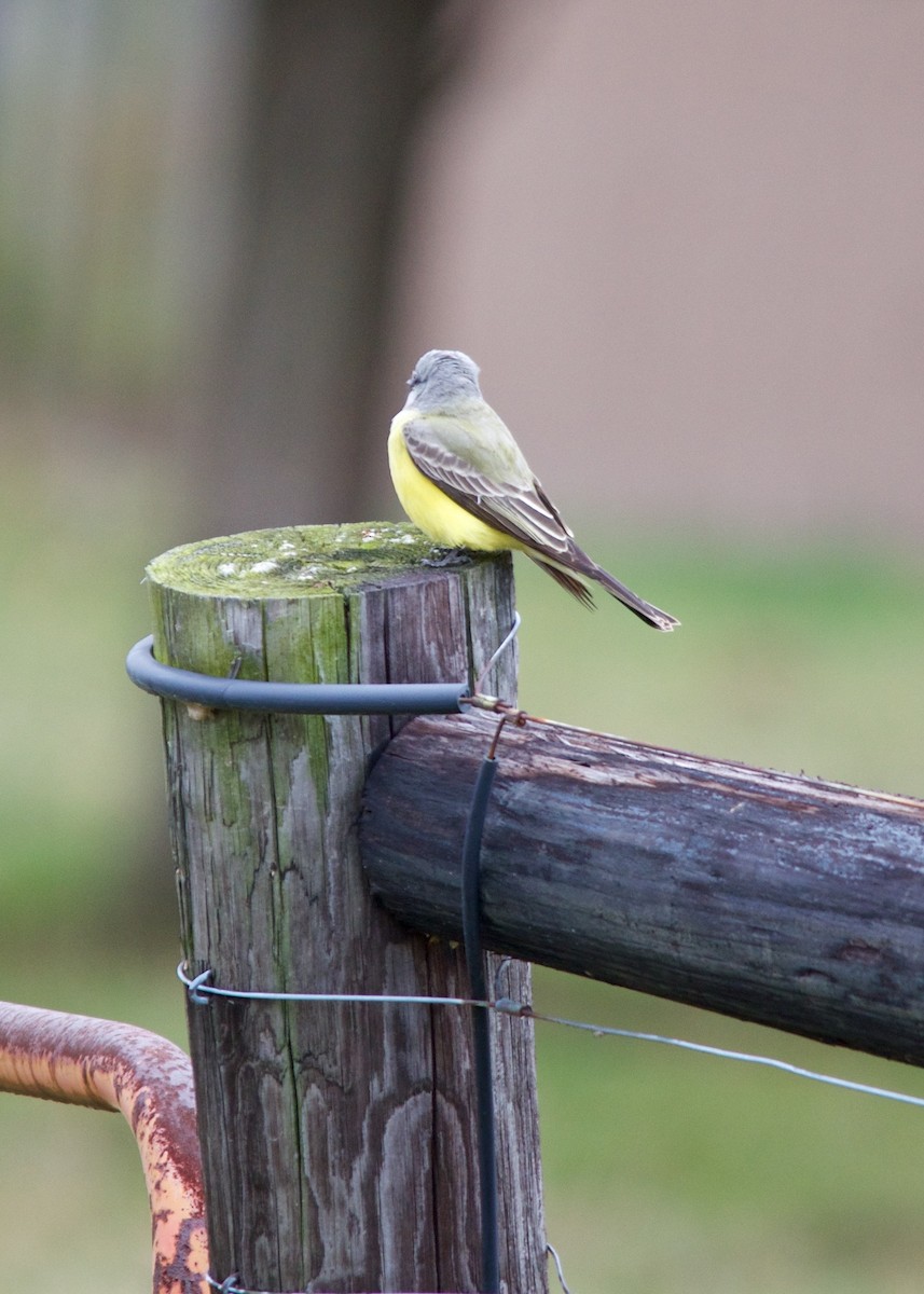 eBird Checklist - 26 Dec 2015 - Kelleys Island - 31 species (+1 other taxa)