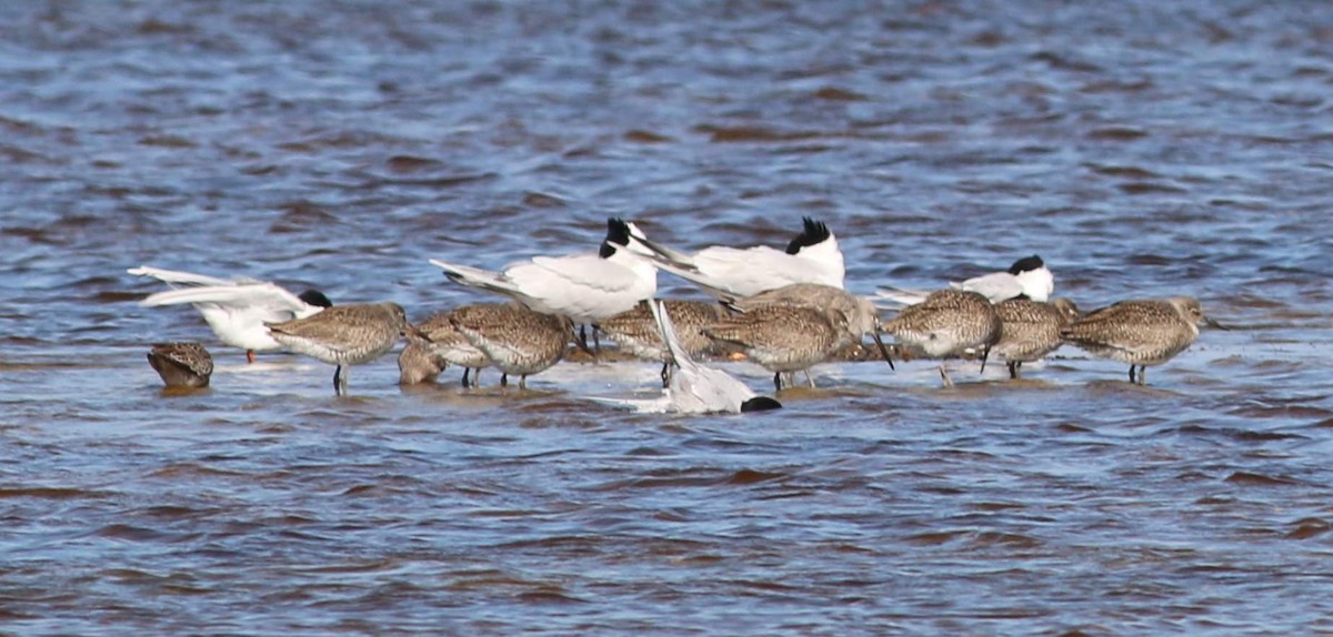 eBird Checklist - 14 Apr 2020 - **Back Bay NWR - 38 species (+1 other taxa)