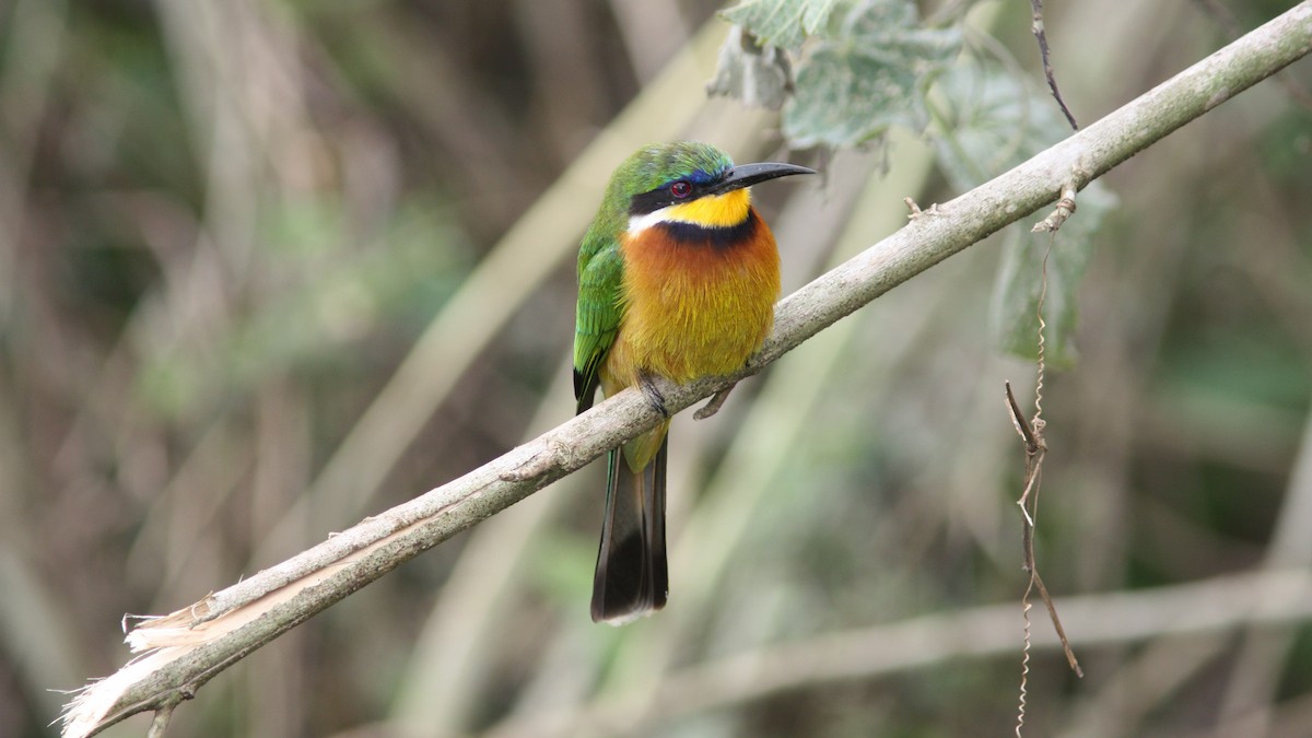 Cinnamon-chested Bee-eater - Merops oreobates - Birds of the World