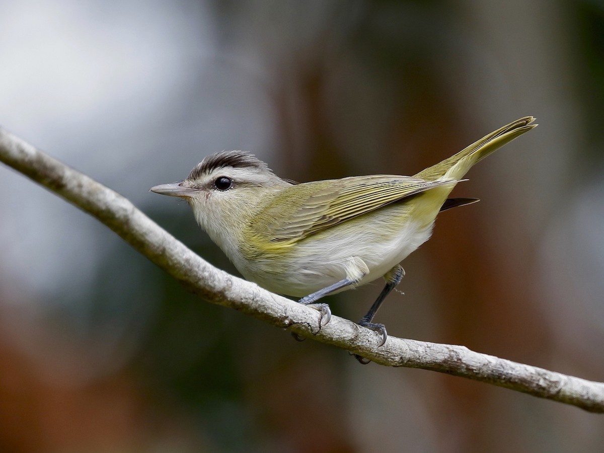 Chivi Vireo - Vireo chivi - Birds of the World