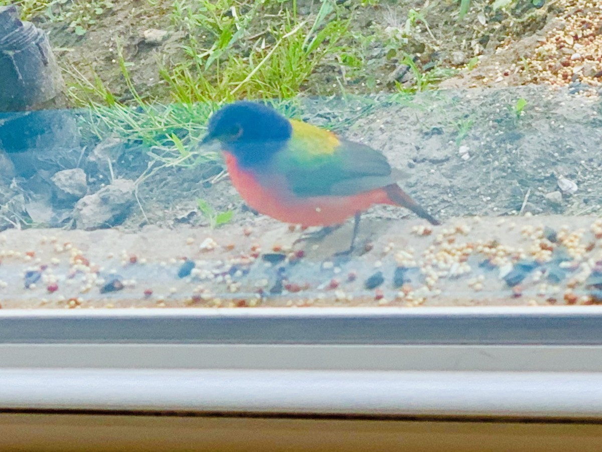 eBird Checklist - 13 Apr 2020 - house - 1 species