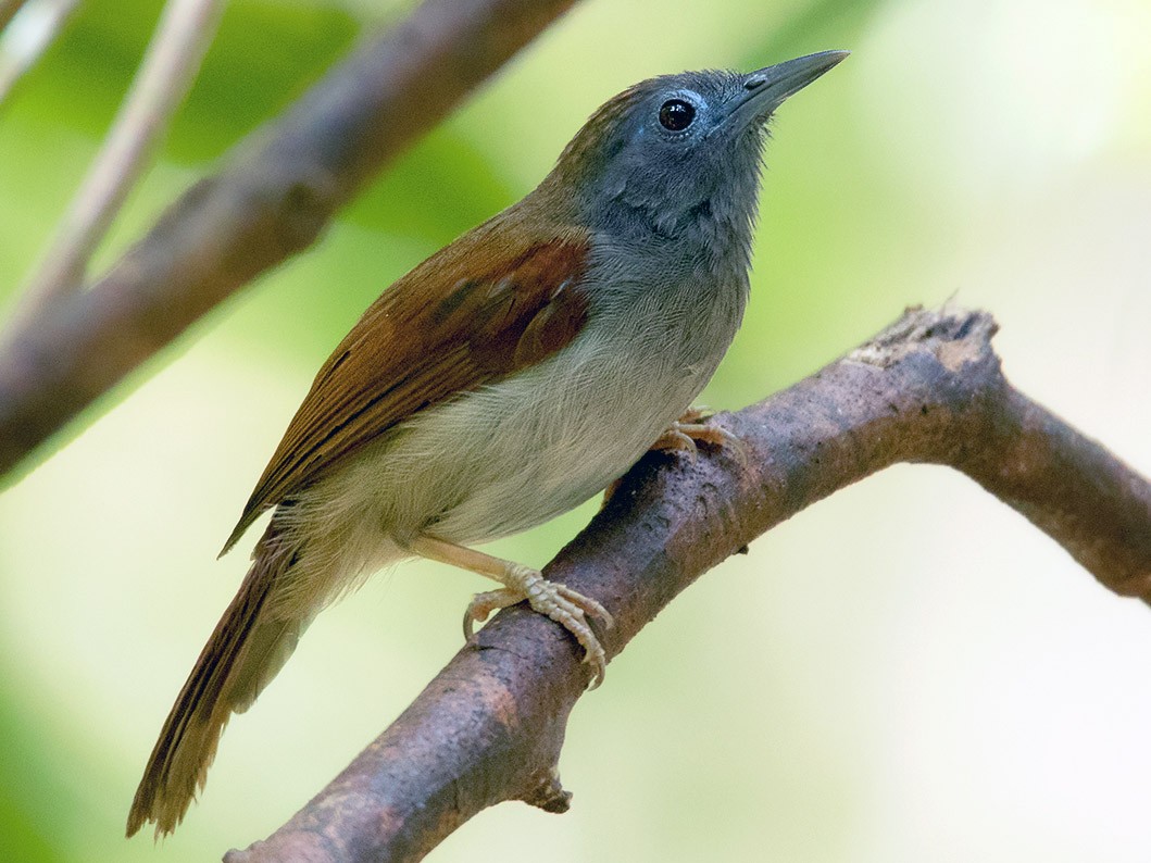 Chestnut-winged Babbler - eBird