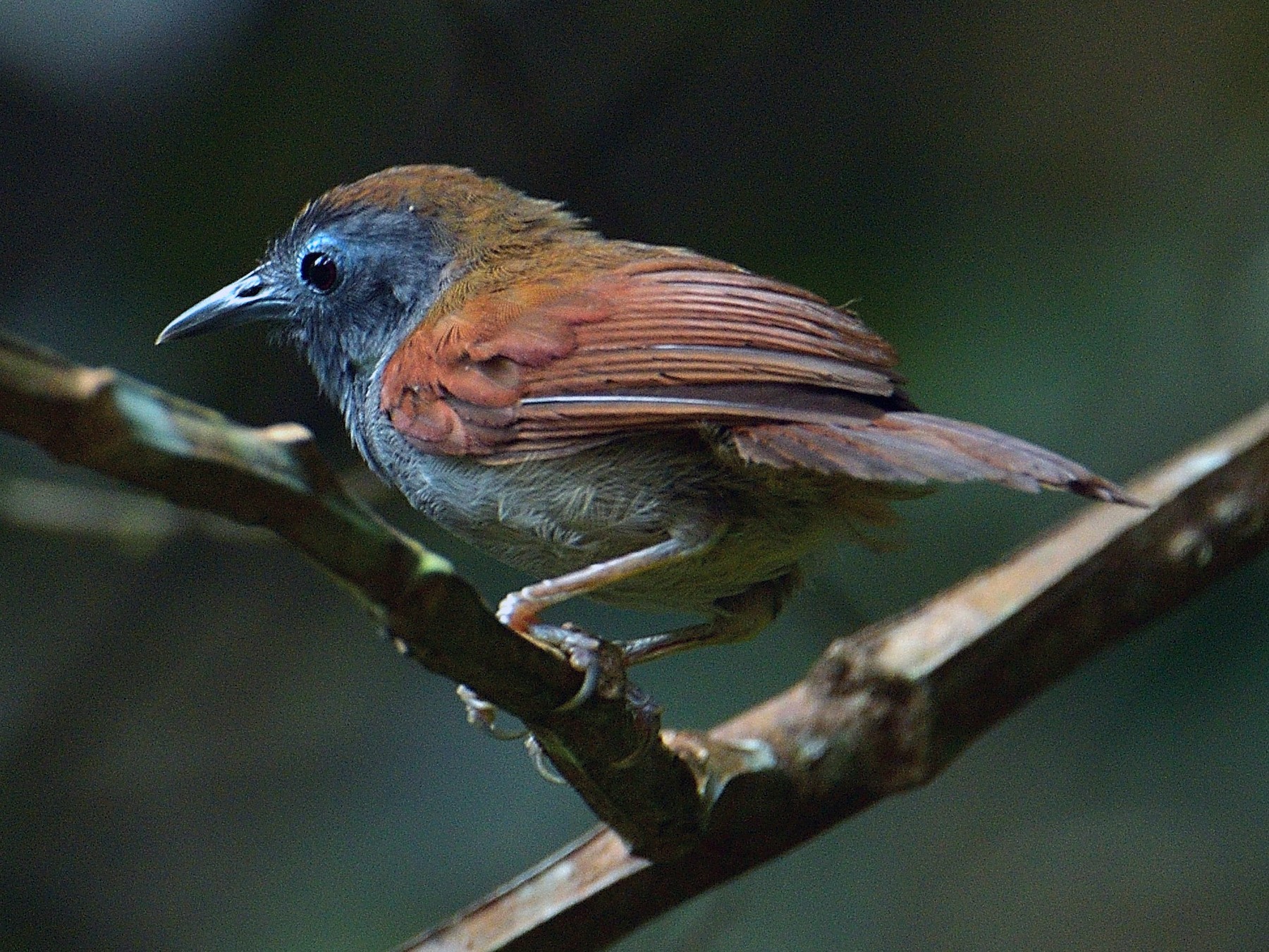 Chestnut-winged Babbler - eBird