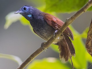 Gray-hooded Babbler - eBird