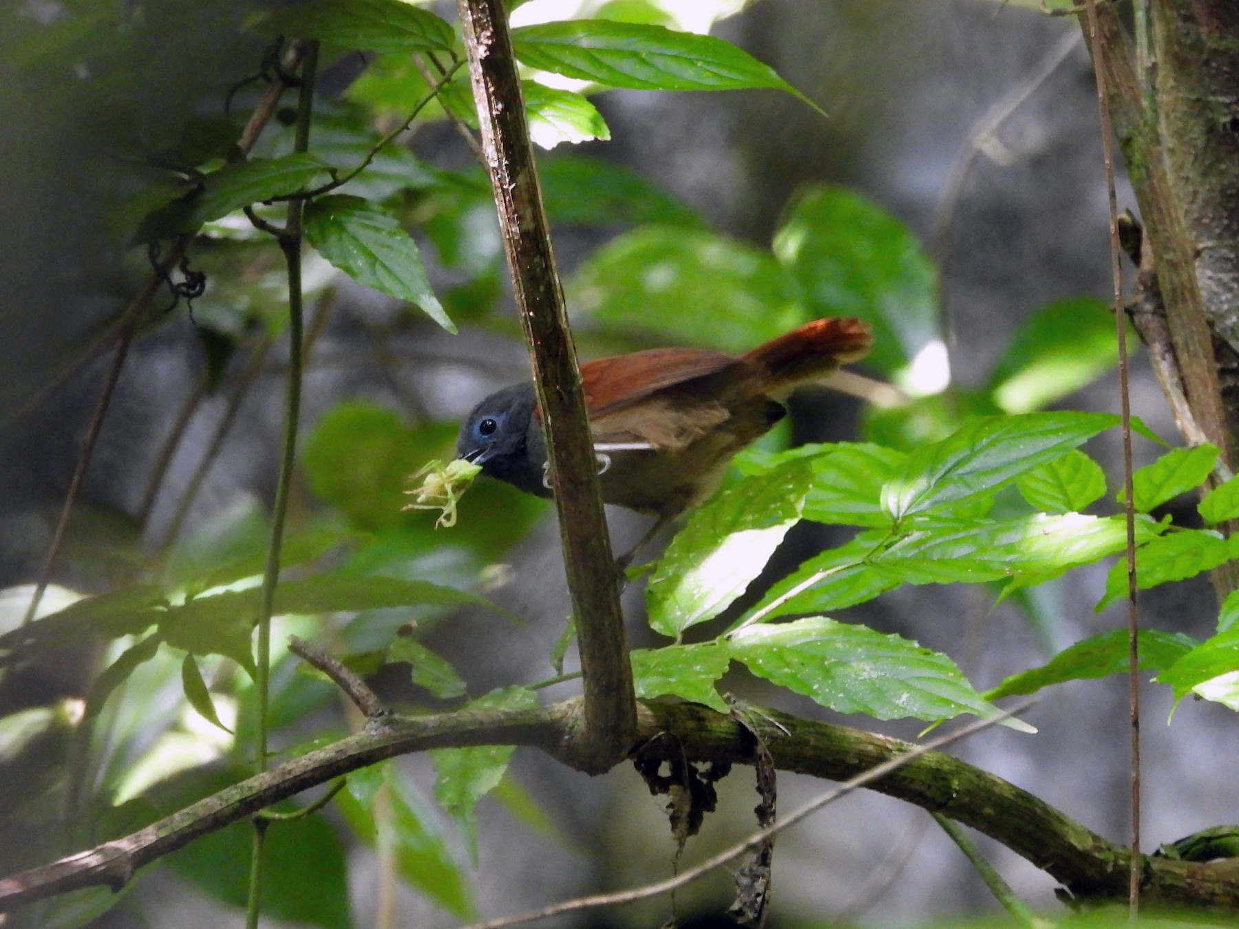Gray-hooded Babbler - eBird