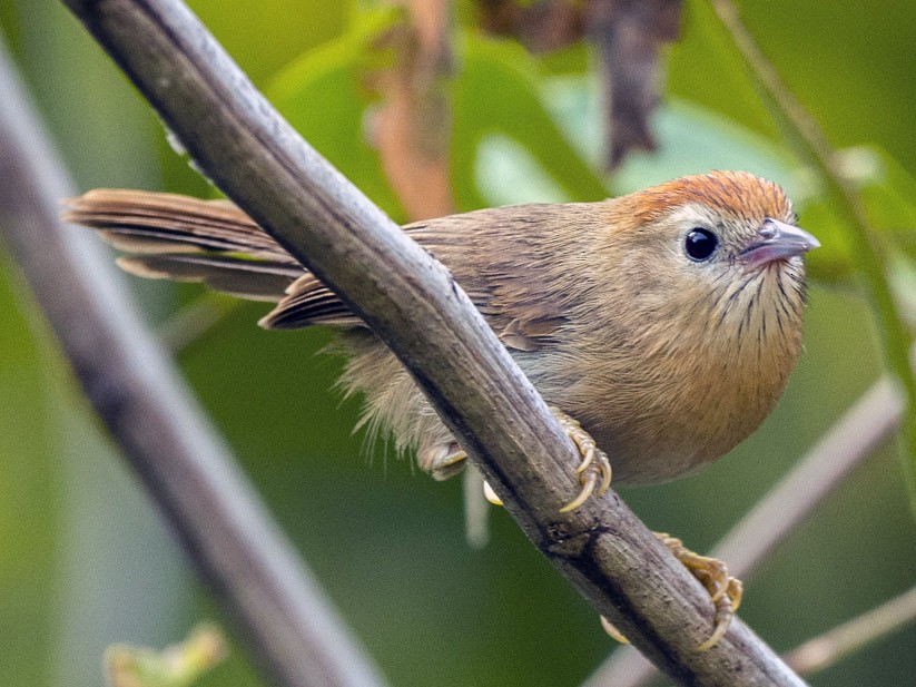 Rufous-fronted Babbler - eBird